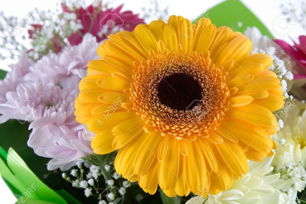 Photos de fleurs de nos jardins - fleur de passion