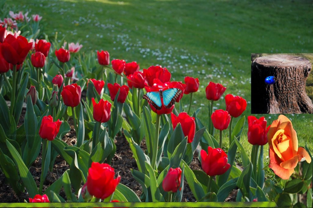 Belle fleure du monde - fleur de passion