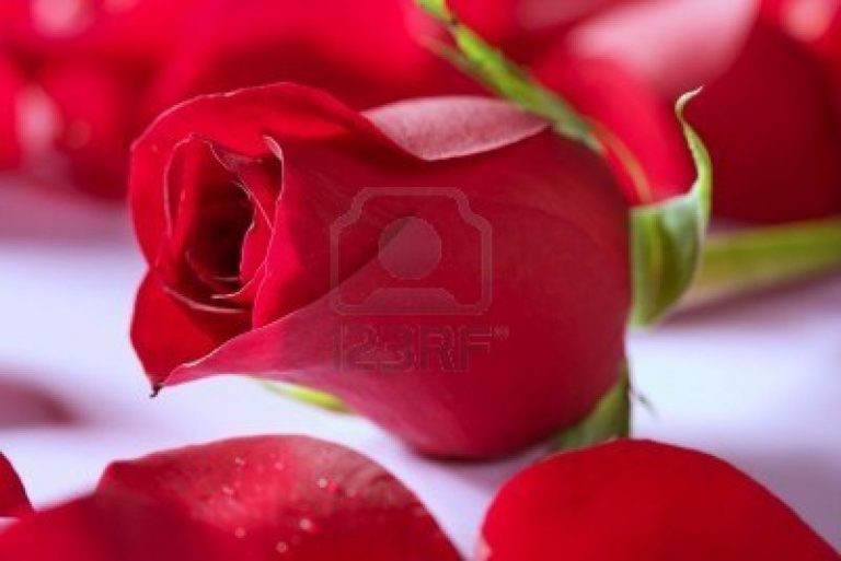 Photo fleurs d amour gratuit - fleur de passion