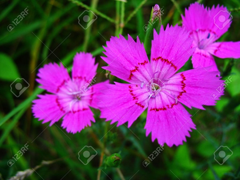 Les noms des fleurs - fleur de passion