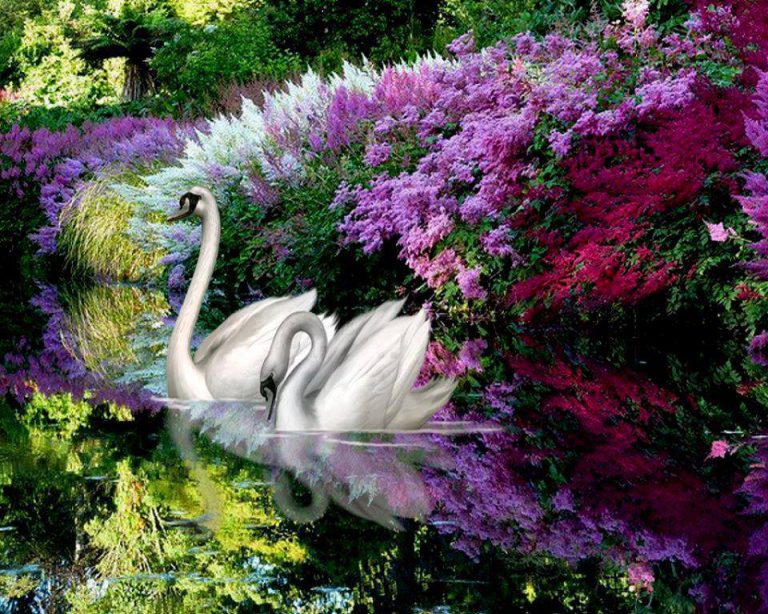 Les plus belles fleurs roses du monde - fleur de passion