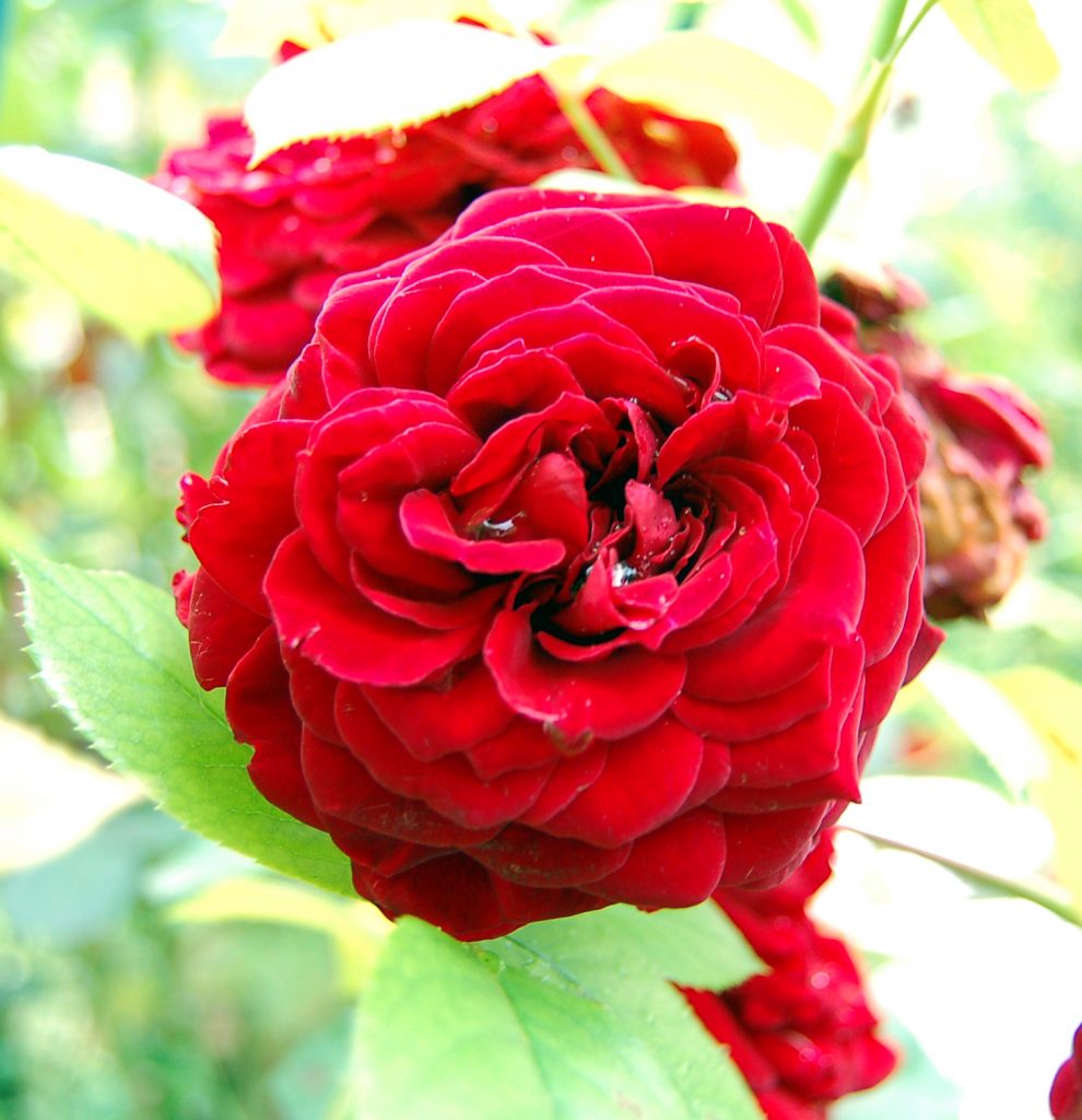 Image belle fleur rose - fleur de passion