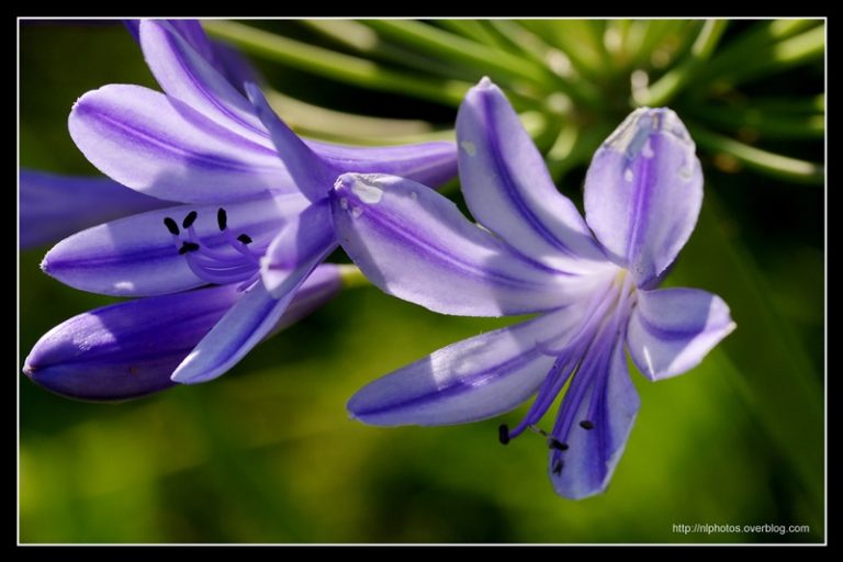 Les noms des fleurs avec photo - fleur de passion