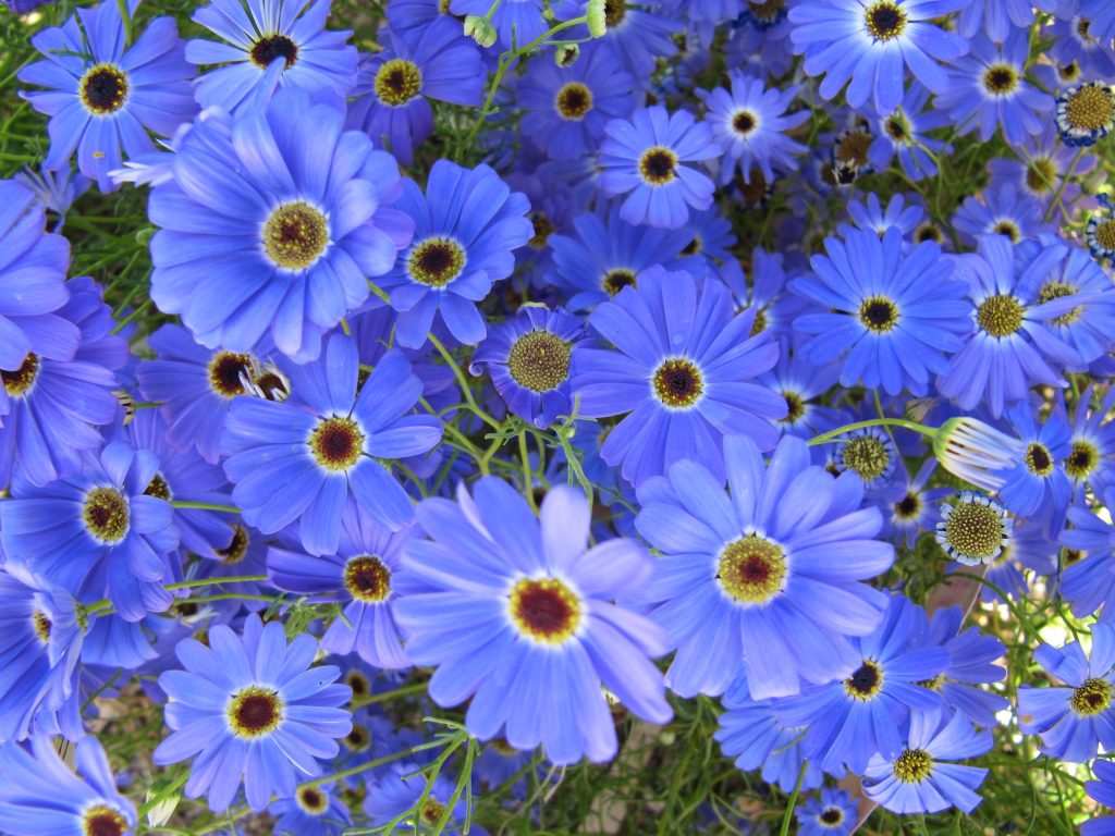 étoiles bleues tapissantes - fleur de passion