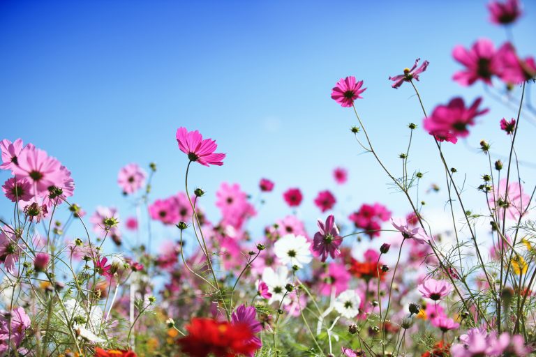 Photos gratuites fleurs - fleur de passion