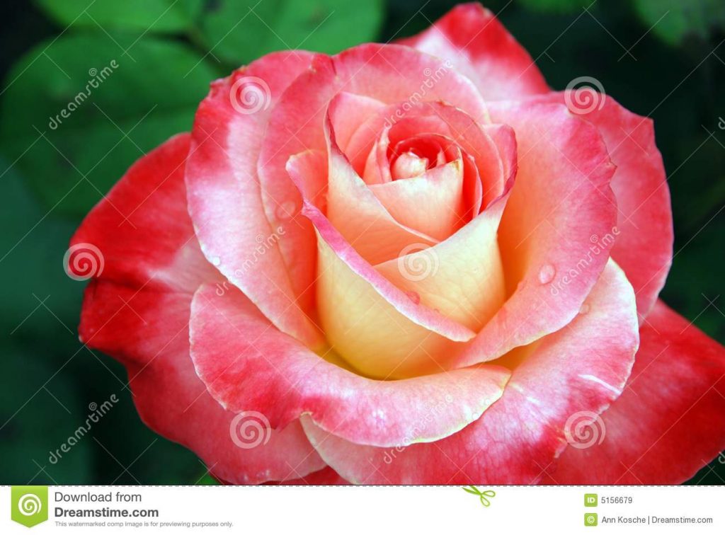 Une rose d amour en image - fleur de passion