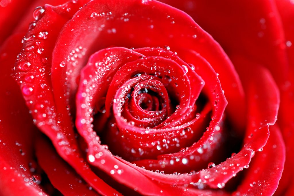 Image fleur a imprimer gratuit - fleur de passion