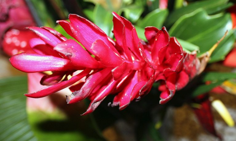 Les noms des fleurs - fleur de passion