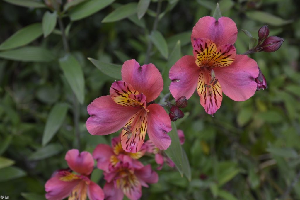 Bouquet de fleurs anniversaire photo - fleur de passion