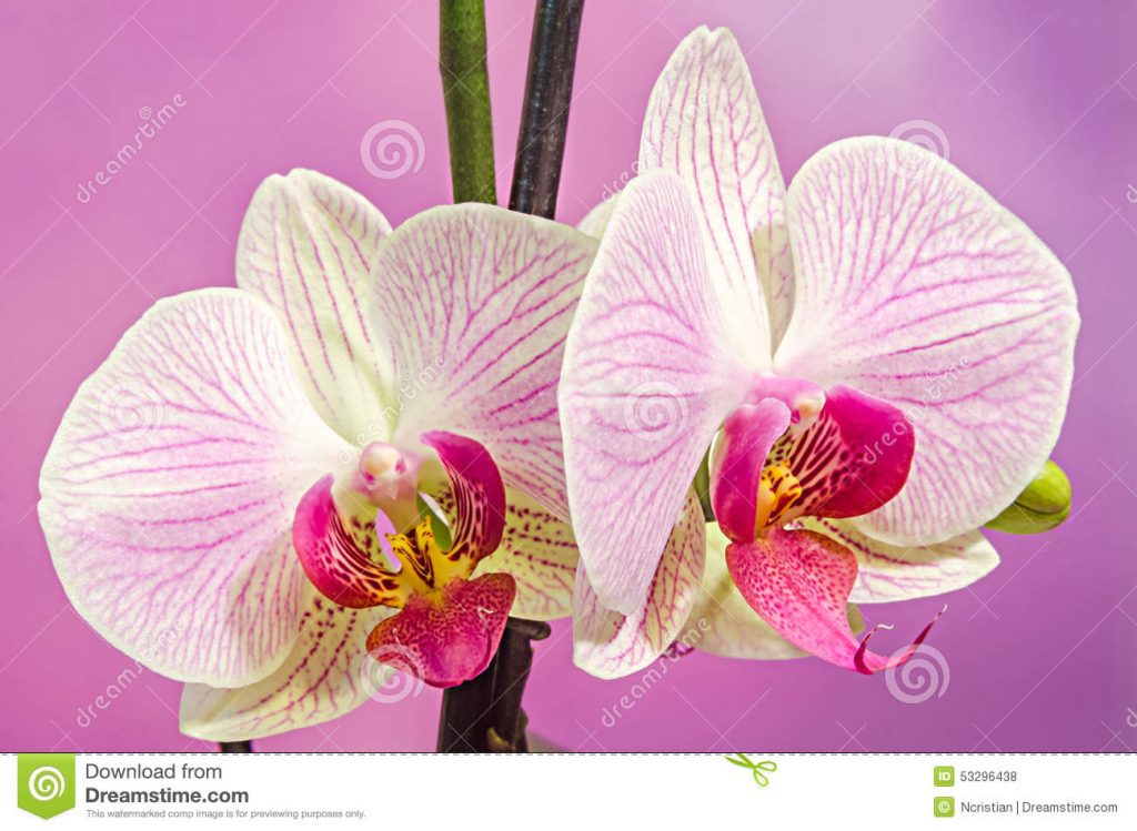 Les noms des fleurs avec photo - fleur de passion