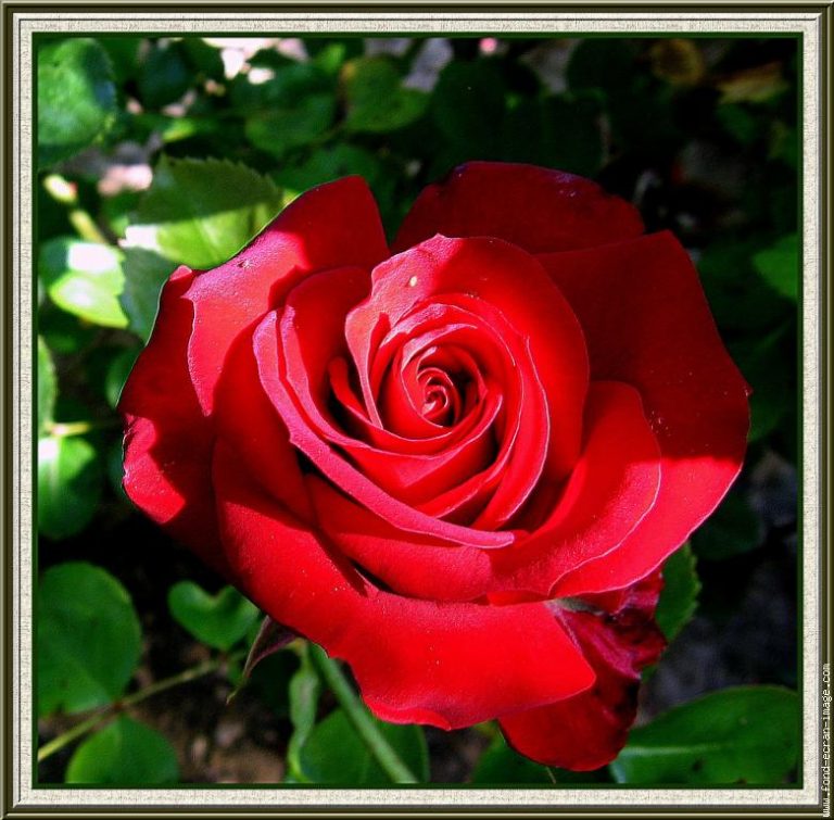 Les plus belles fleurs roses du monde - fleur de passion