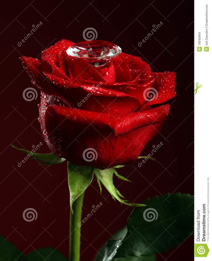 Arbuste feuillage persistant rouge - fleur de passion