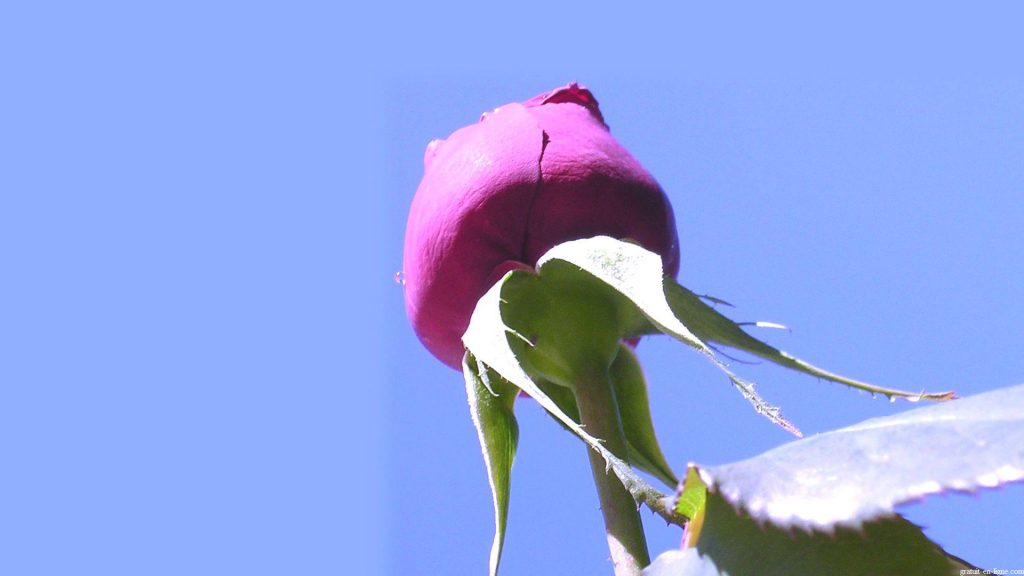 Photo fleurs d amour gratuit - fleur de passion