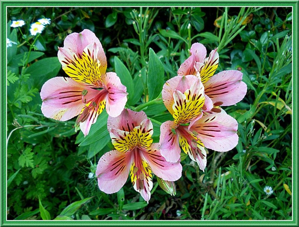 Les noms des fleurs avec photo - fleur de passion