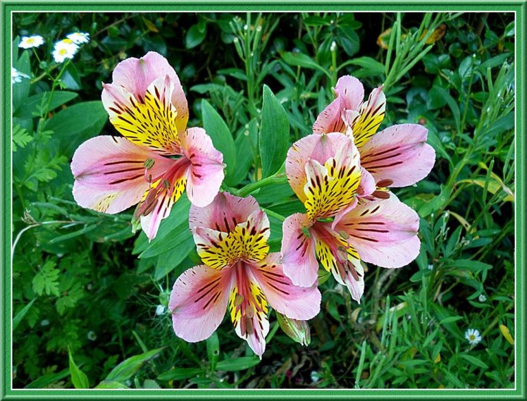 Les noms des fleurs avec photo - fleur de passion