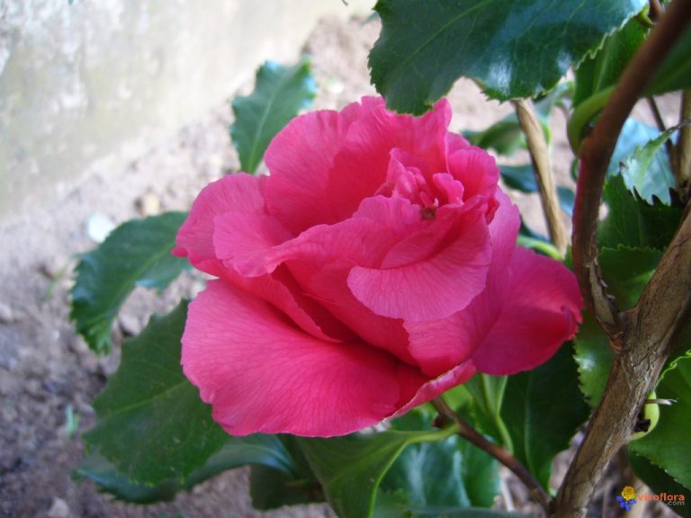 Plante arôme - fleur de passion