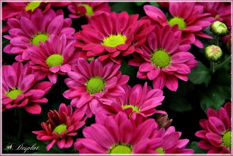 Fleurs photos gratuites - fleur de passion