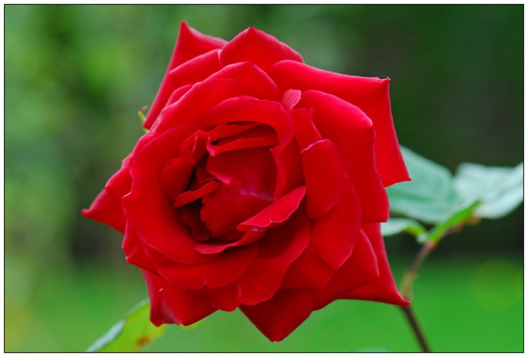 Belle fleur pour mon amour - fleur de passion