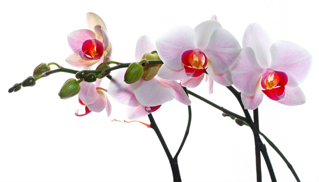 Culture orchidée phalaenopsis - fleur de passion