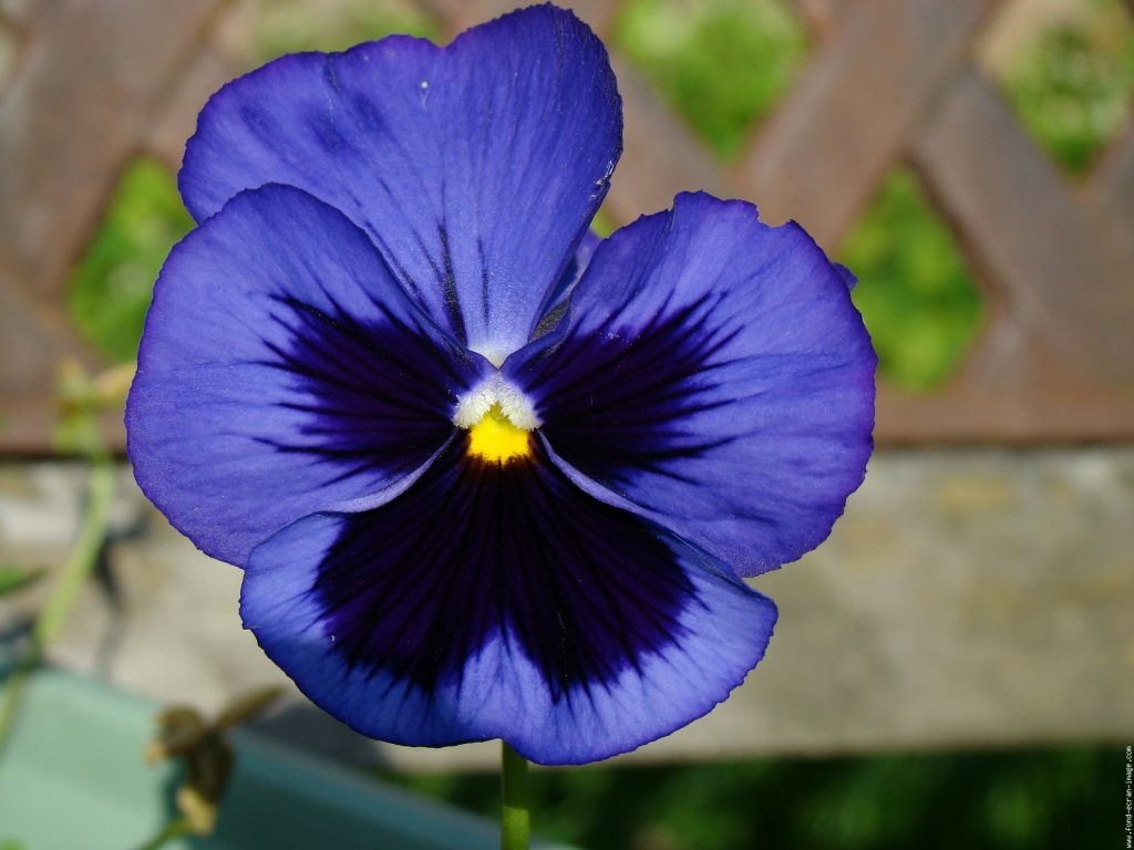 Signification fleur pensée - fleur de passion