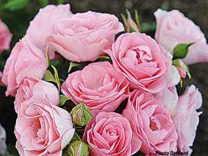 Image des roses d amour - fleur de passion