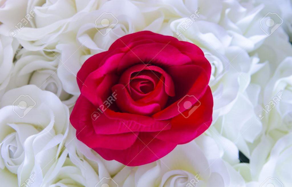 Telecharger photo des fleurs d amour - fleur de passion