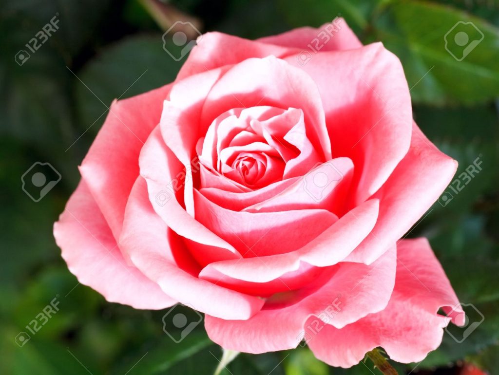 Image de fleur magnifique - fleur de passion