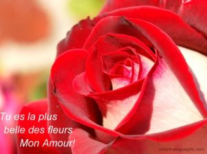 fleur amour Archives - fleur de passion