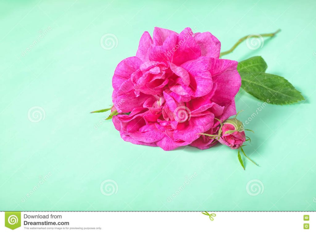 Arbuste fleur rose printemps - fleur de passion