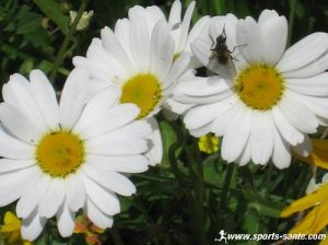 Fleur symbole de l amitié - fleur de passion