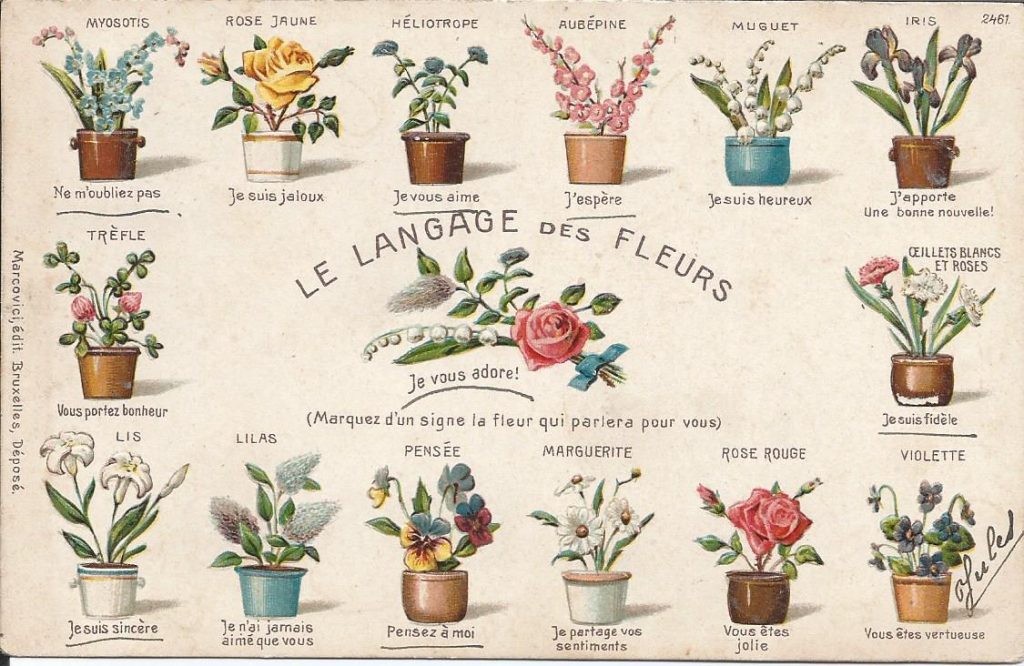 Signification langage des fleurs - fleur de passion