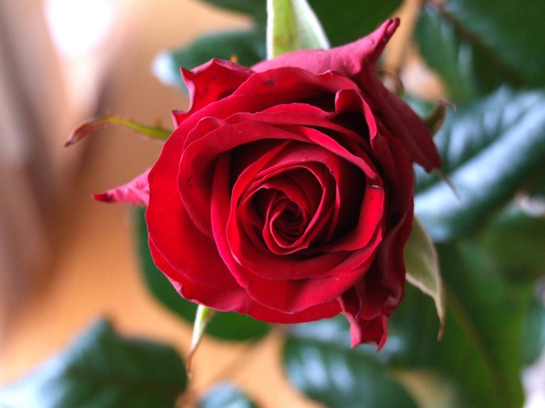 Rose de l amour - fleur de passion