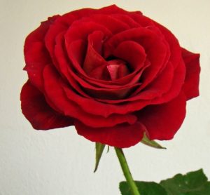 Photo fleurs d amour gratuit - fleur de passion