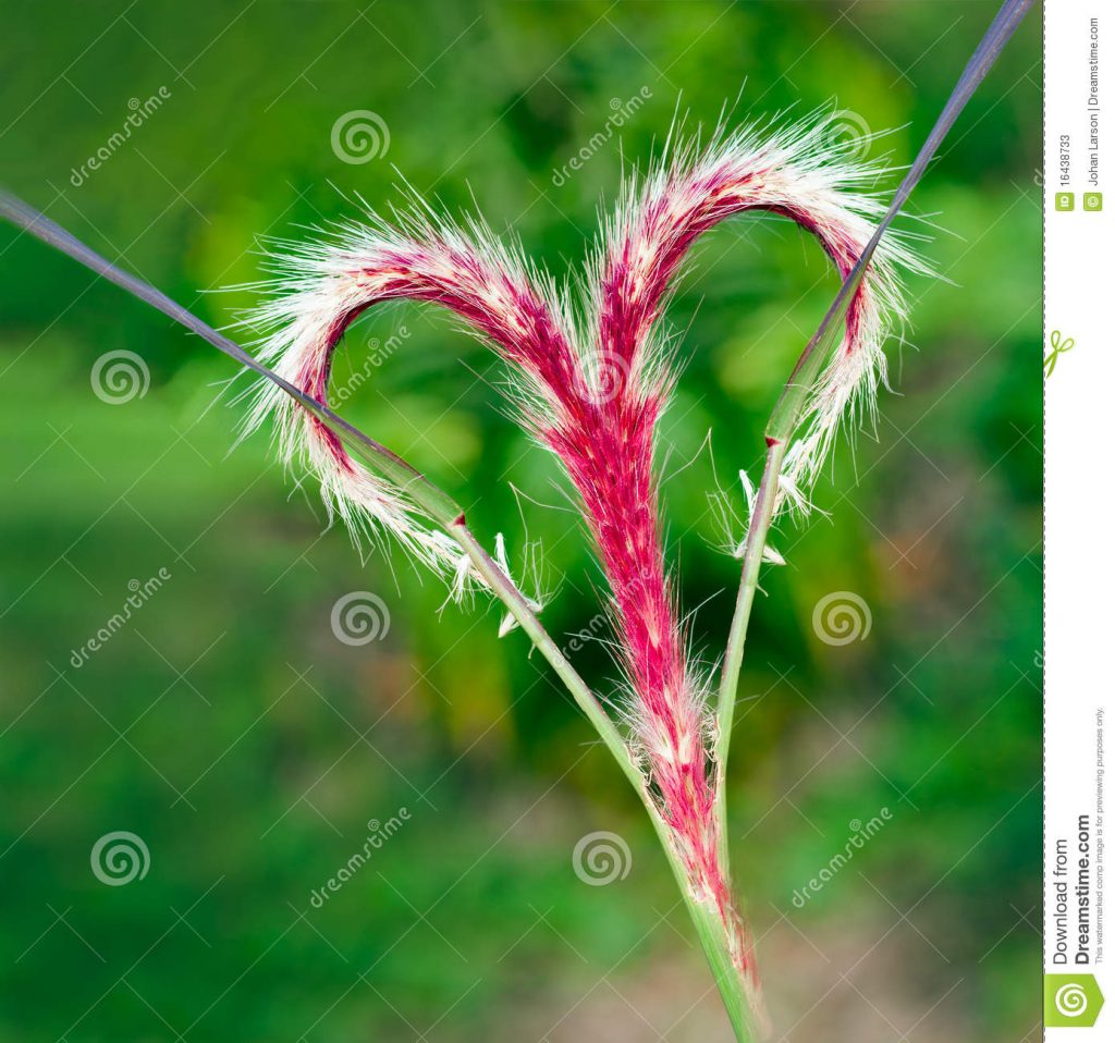 Fleur symbole de l espoir - fleur de passion