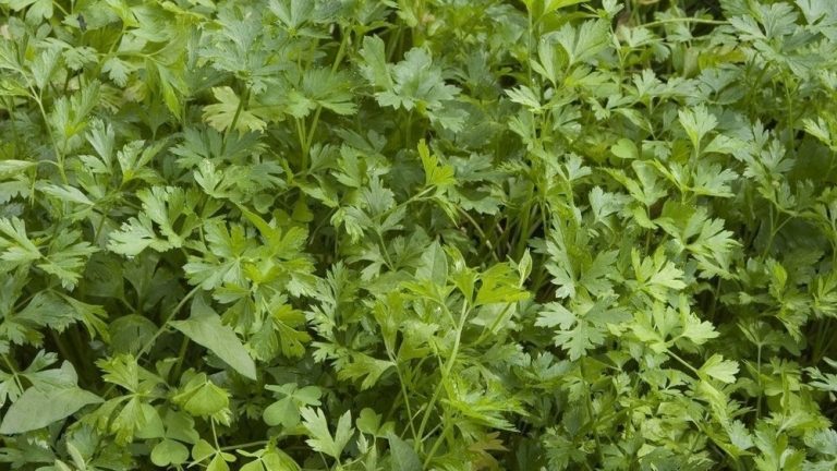 Plantation persil pleine terre - fleur de passion