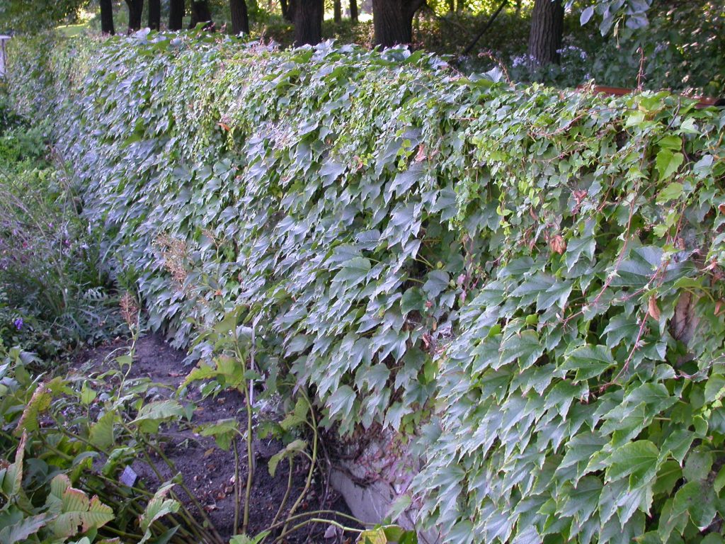 Plantes grimpantes vivaces - fleur de passion