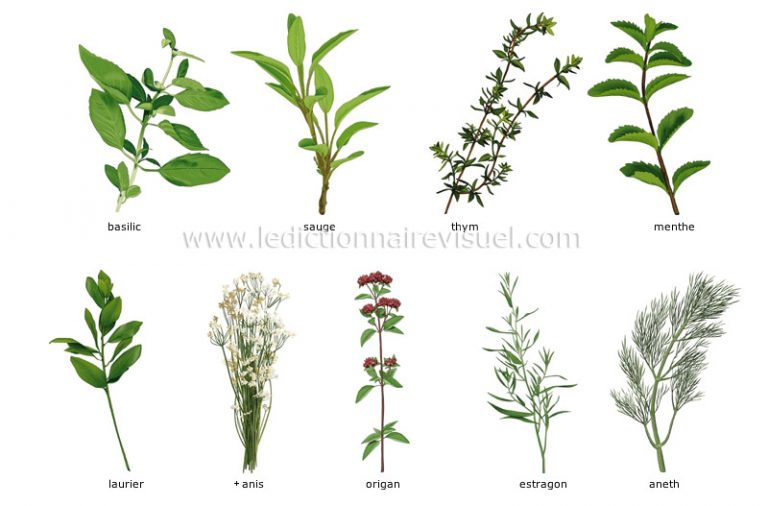 Liste des herbes aromatiques en cuisine - fleur de passion