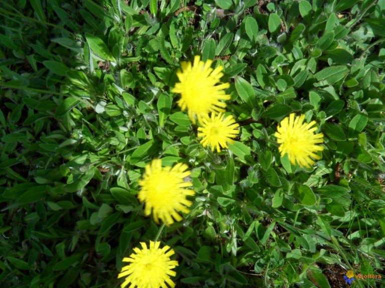 Plante arôme - fleur de passion