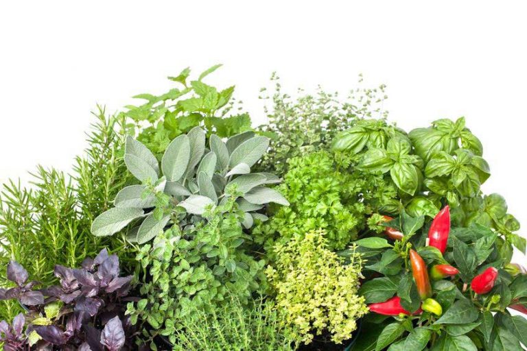 Tableau plantes aromatiques - fleur de passion