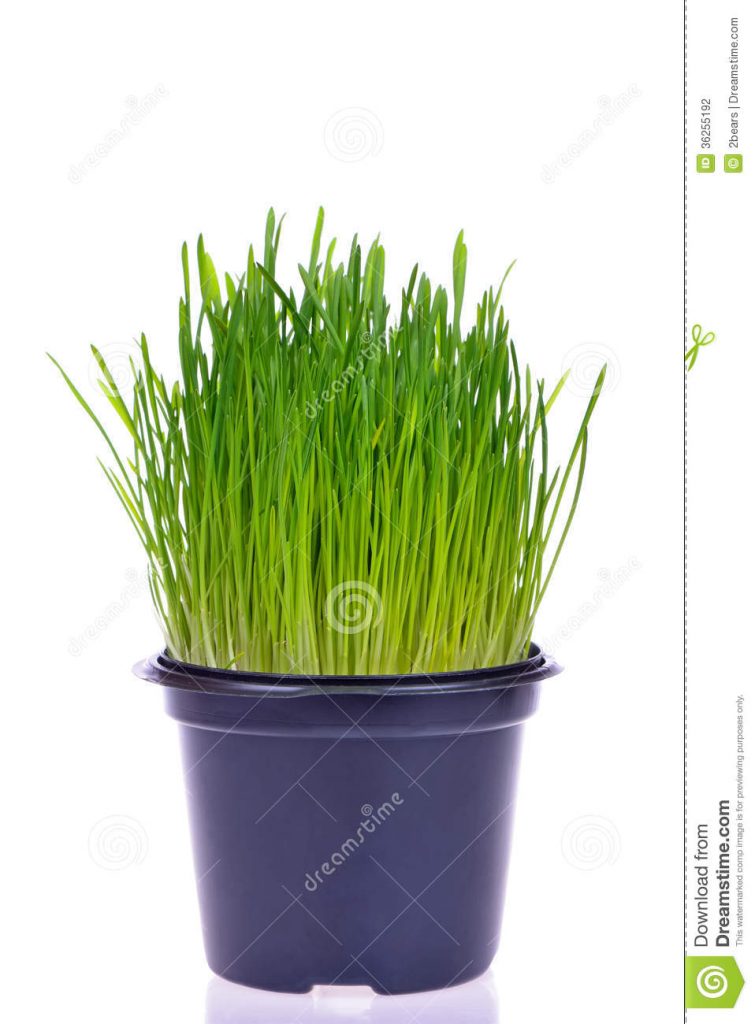 Herbe fraiche cuisine - fleur de passion