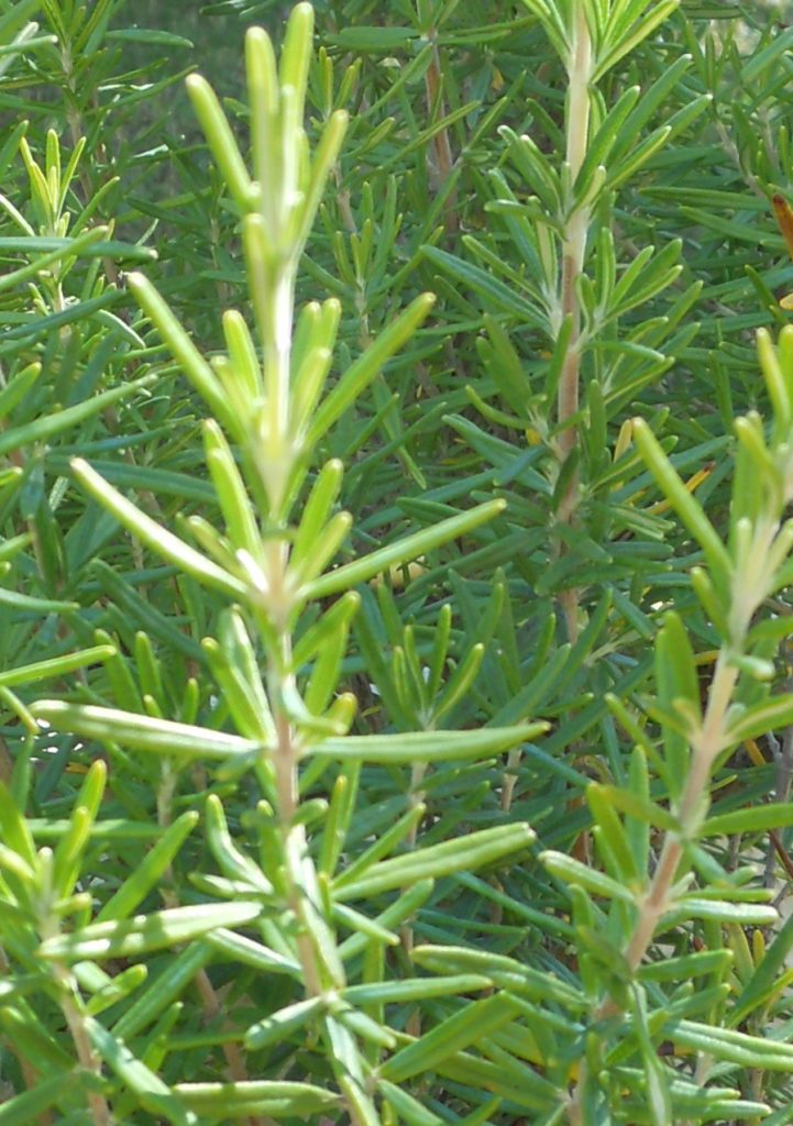 Culture du romarin en pleine terre - fleur de passion