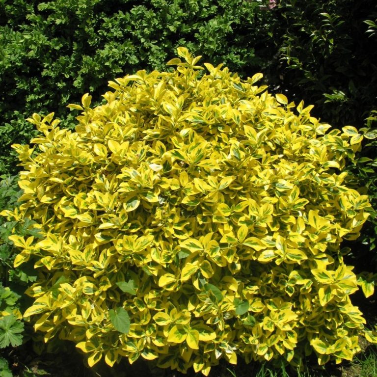 Arbuste japonais persistant - fleur de passion