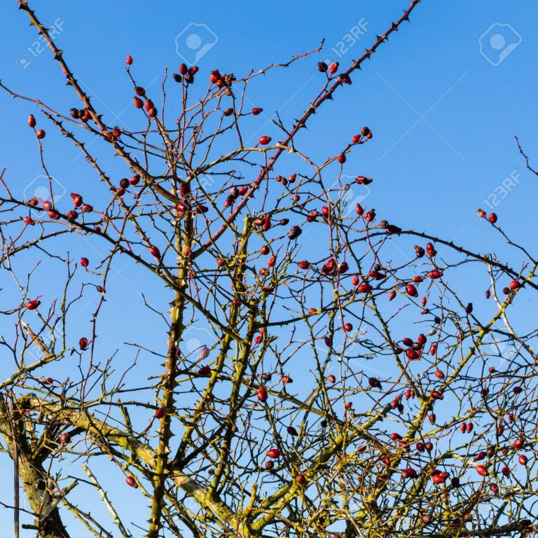 Arbuste boule rouge hiver - fleur de passion
