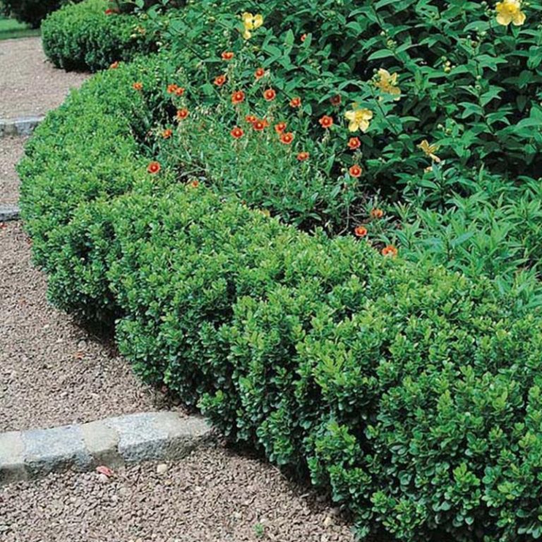 Arbuste nain persistant plein soleil - fleur de passion