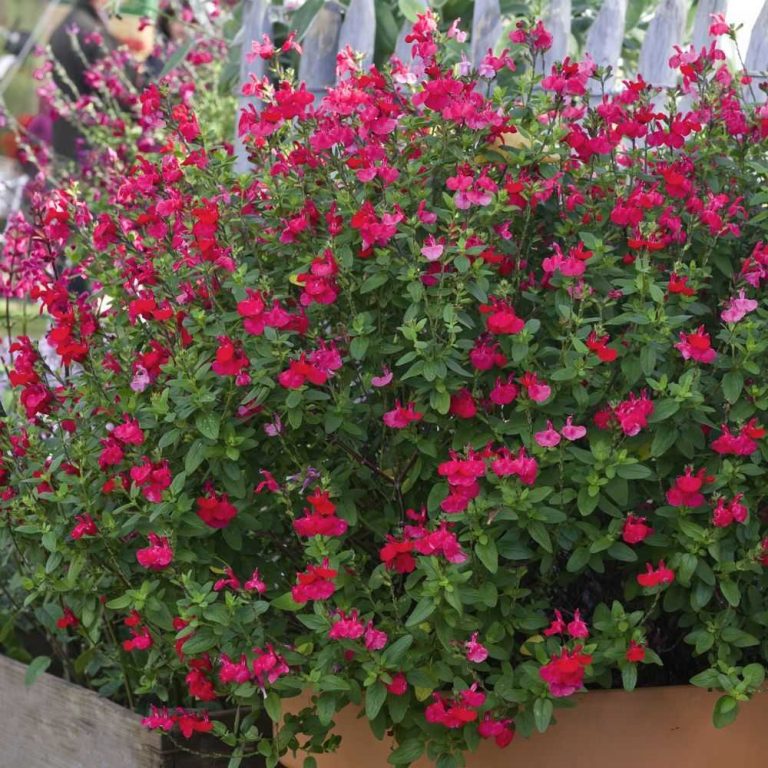 Arbuste de rocaille persistant - fleur de passion