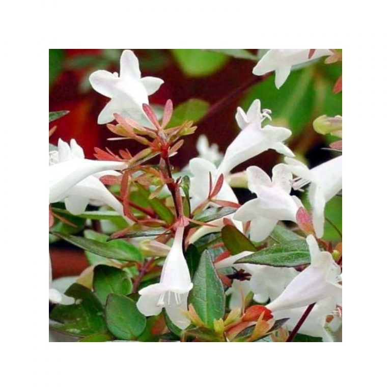 Arbuste de petite taille pour massif - fleur de passion