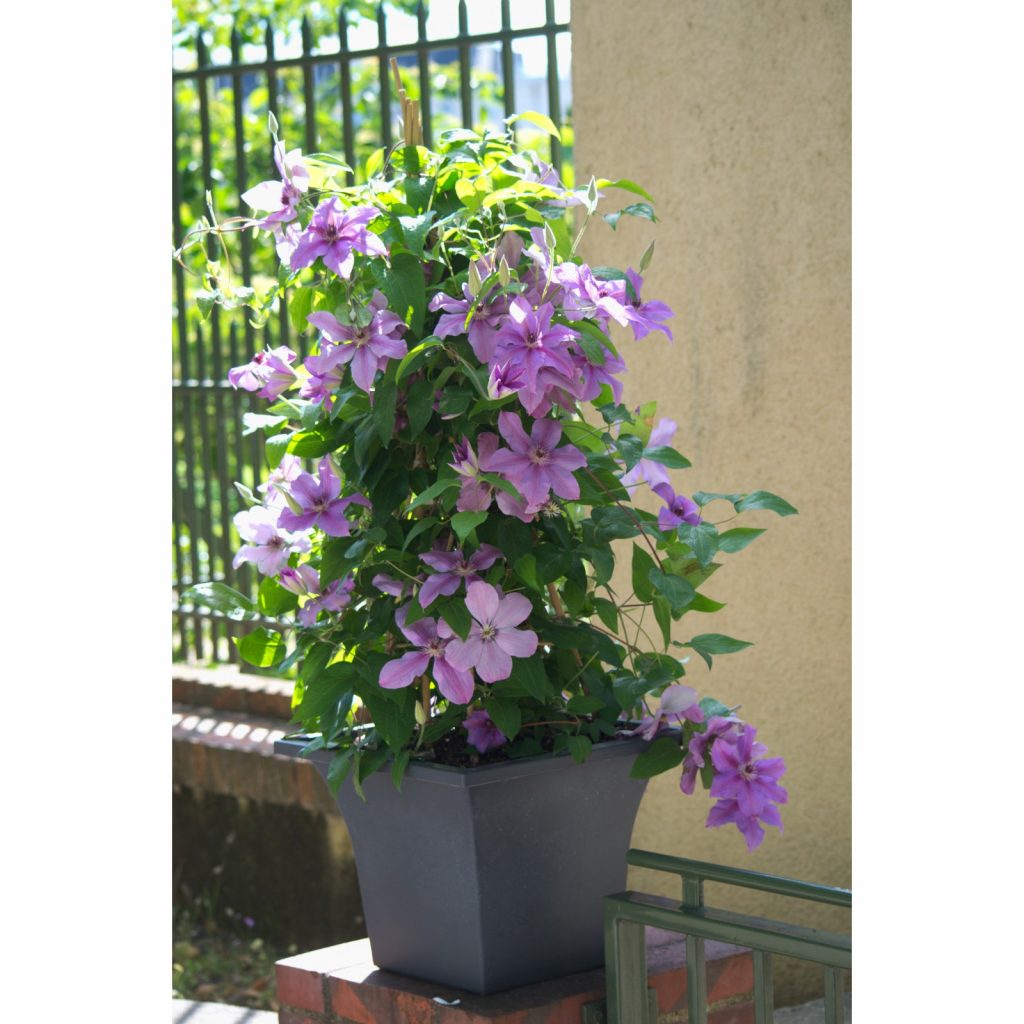 Arbuste persistant en pot pour balcon - fleur de passion