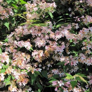 Arbustes rustiques persistants - fleur de passion