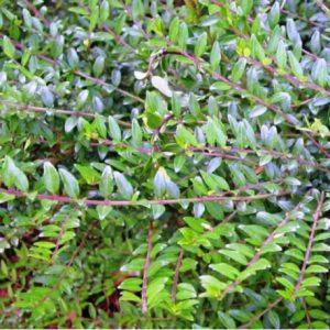 Arbuste boule rouge hiver - fleur de passion