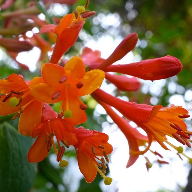 Arbuste a fleur orange - fleur de passion